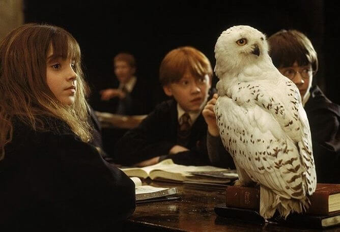 Fantastická zvířata z Harryho Pottera | Svetkouzel.com